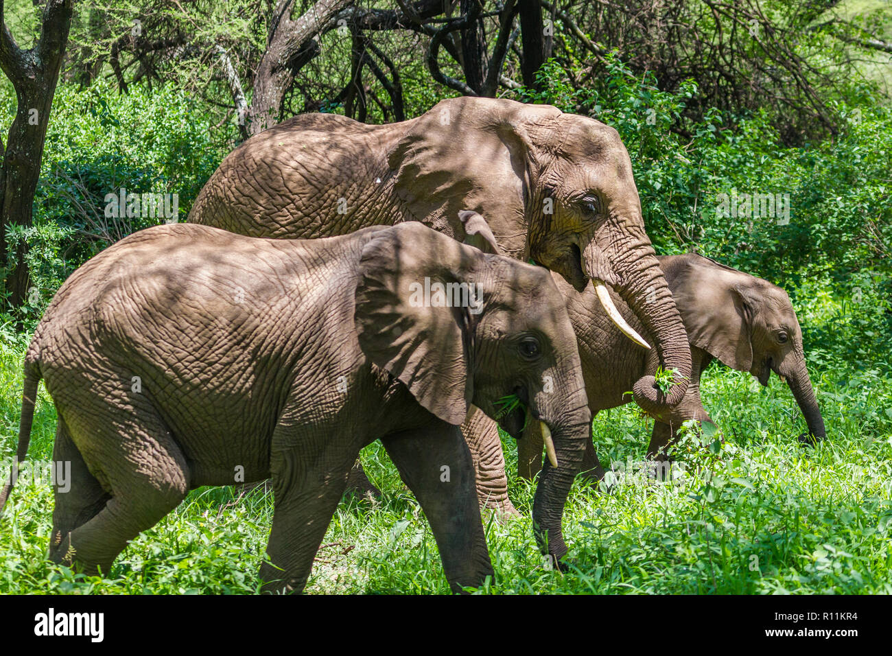 Elephants lake manyara hi-res stock photography and images - Alamy