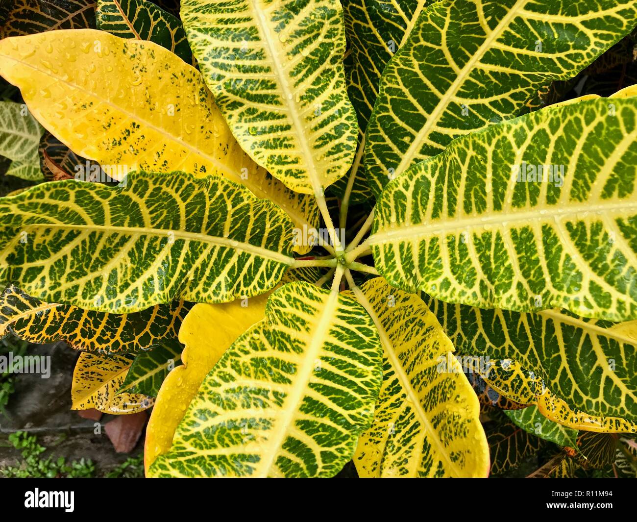 Looking down into a green and gold croton plant after a rainstorm Stock ...