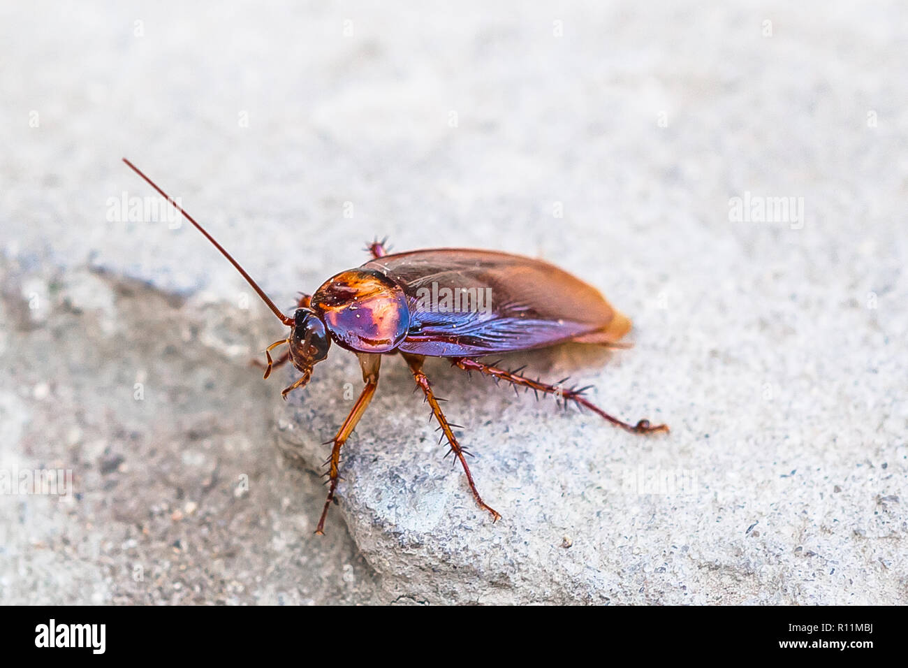 Cockroach, winged adult Stock Photo - Alamy