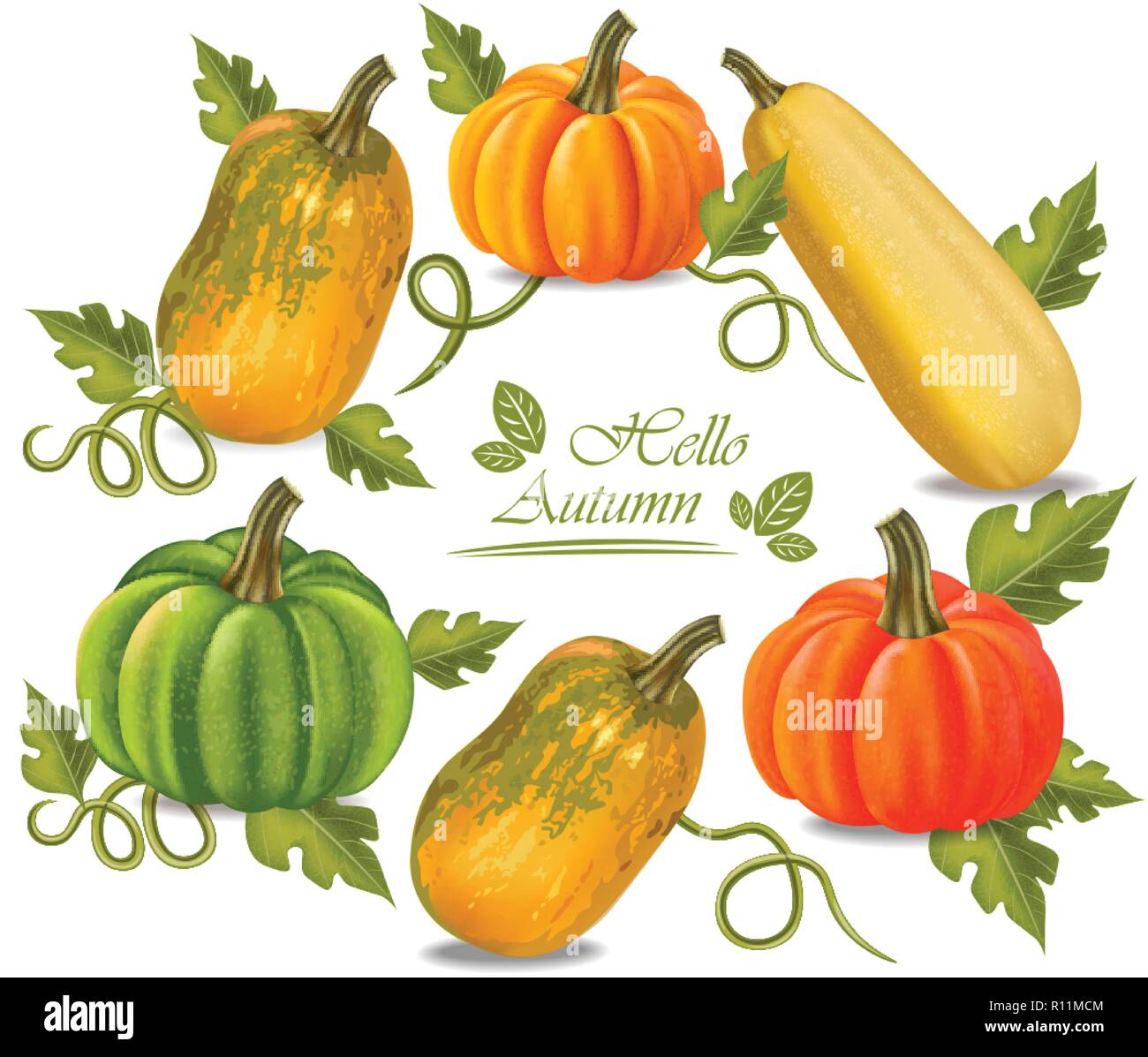 Autumn colorful pumpkins frame Vector. Fall season harvest detailed ...