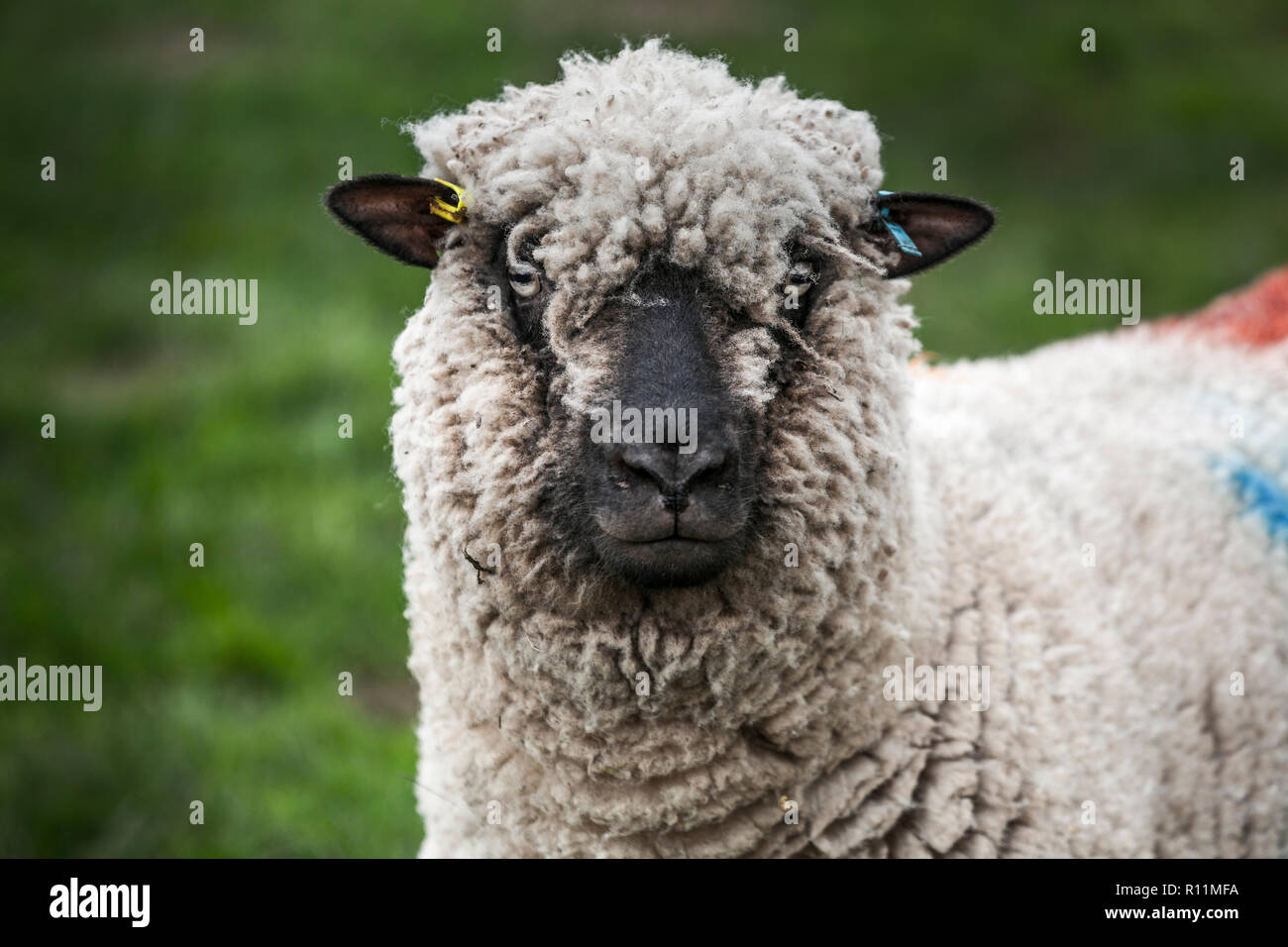 Woolly sheep face hi-res stock photography and images - Alamy