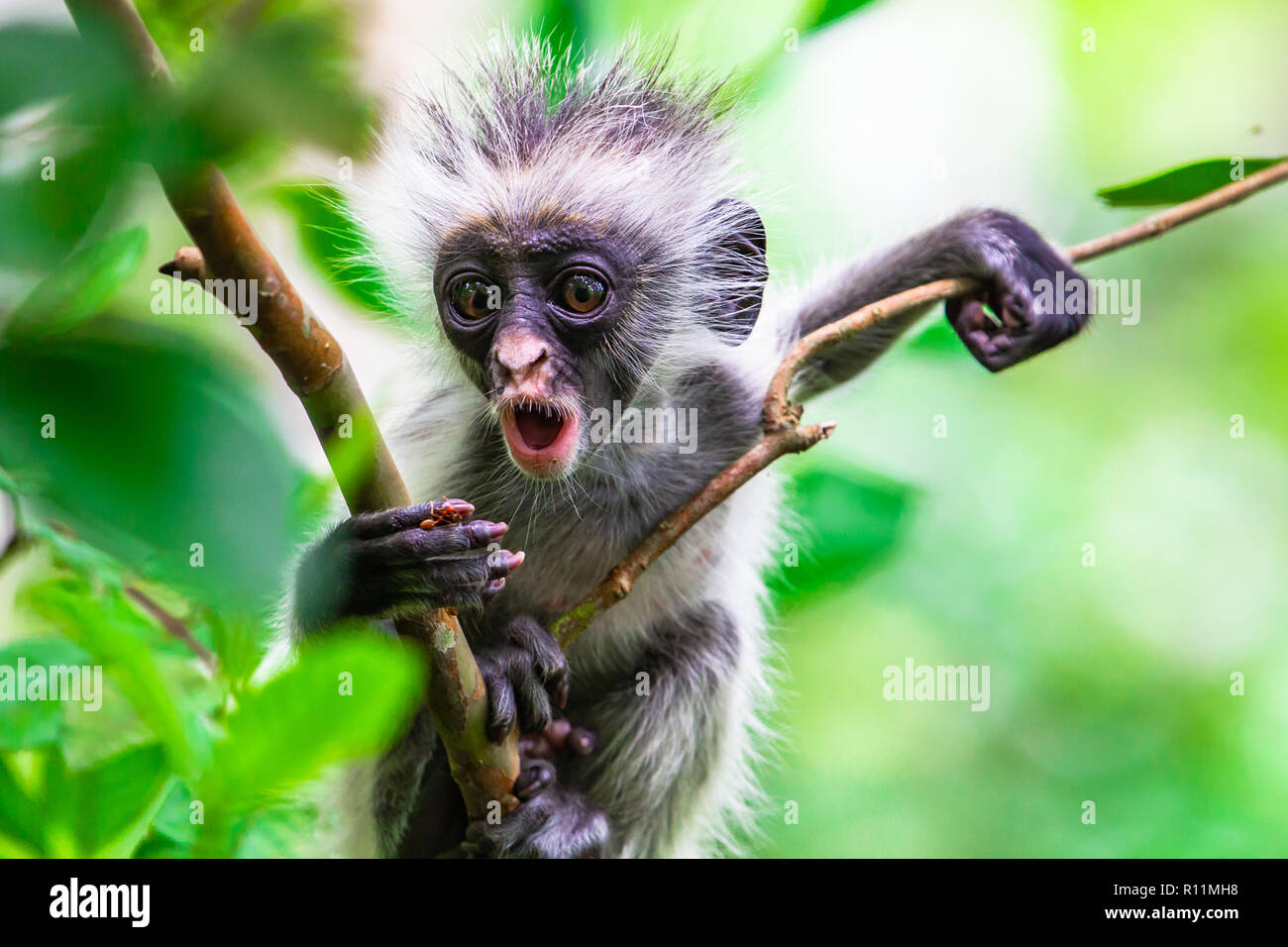 Red eye monkey hi-res stock photography and images - Alamy
