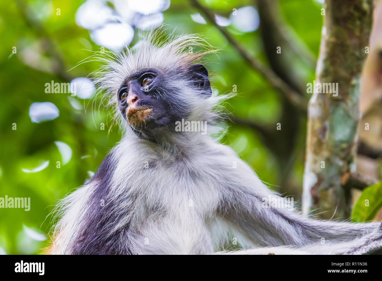Zanzibar red colobus monkey. Zazibar, Tanzania Stock Photo - Alamy