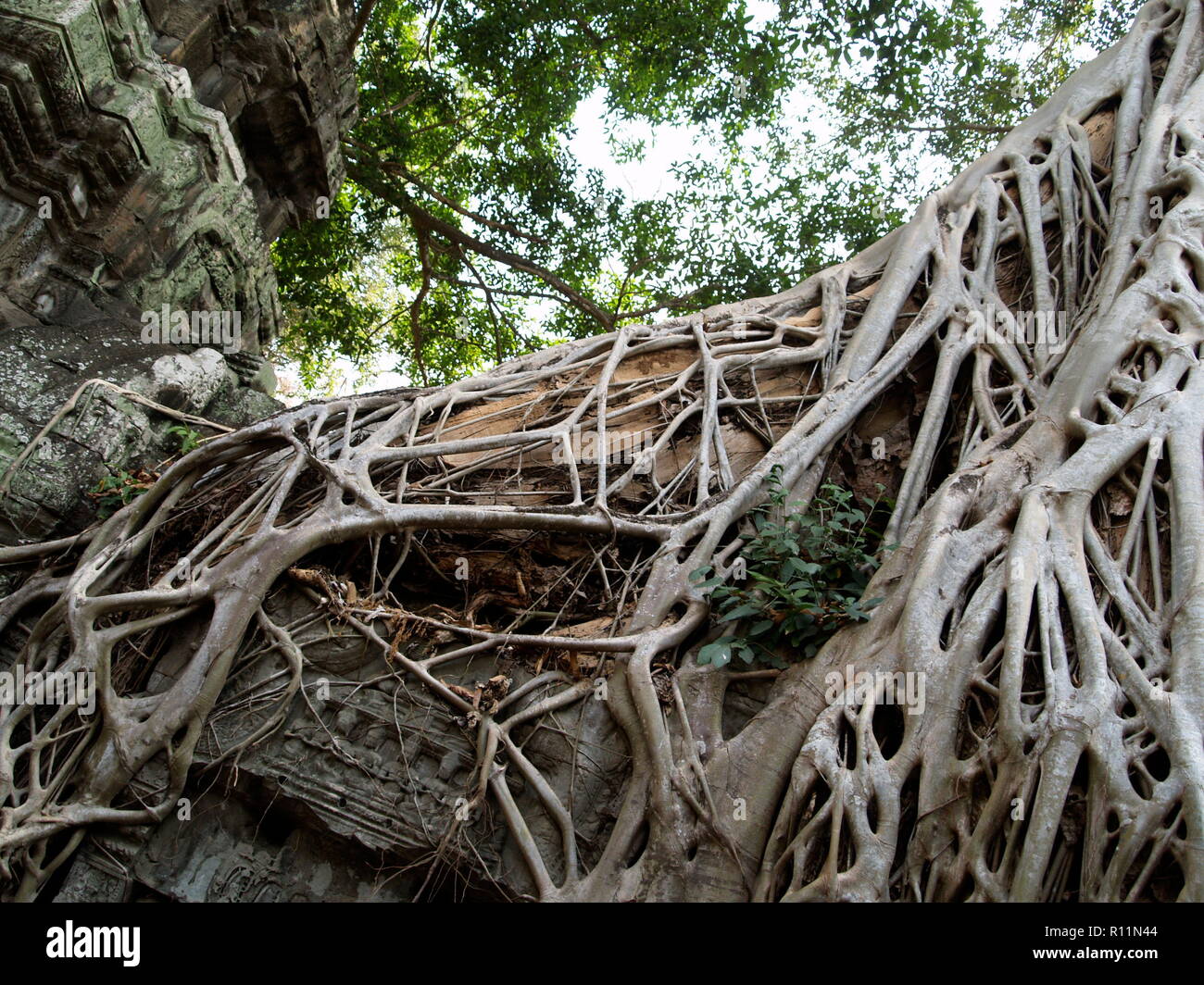 Sprawling Khmer Temple Tree Roots Stock Photo - Alamy