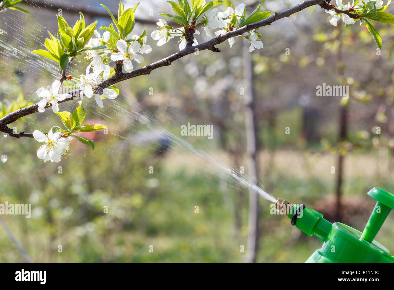 Farmer is sprinkling water solution on branches of pump tree with white ...
