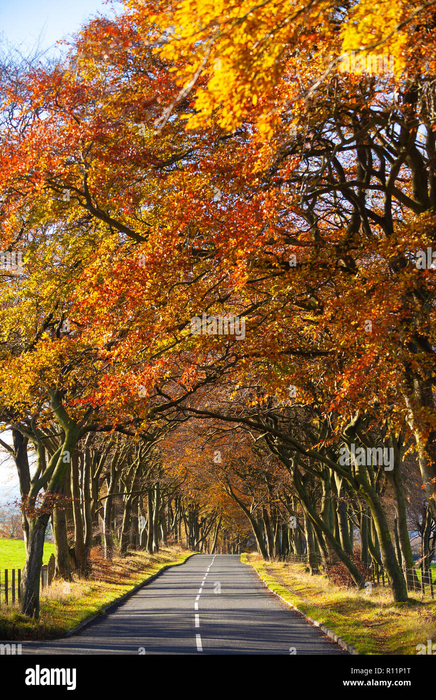 Bathgate hi-res stock photography and images - Alamy