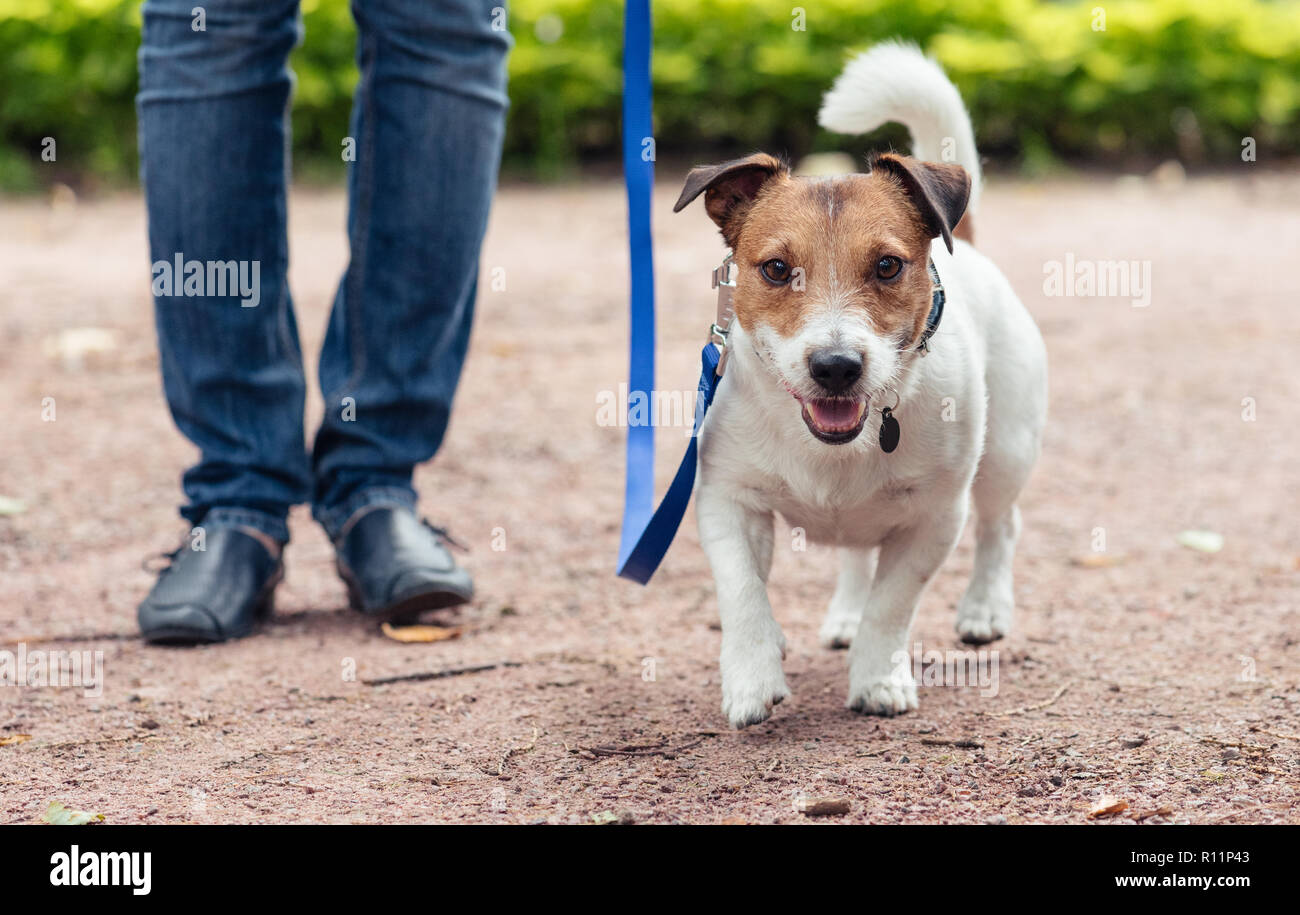 Friendly dog on leash at walkies exercises footwork with handler Stock ...