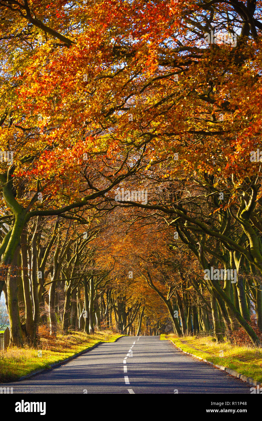 Bathgate hi-res stock photography and images - Alamy