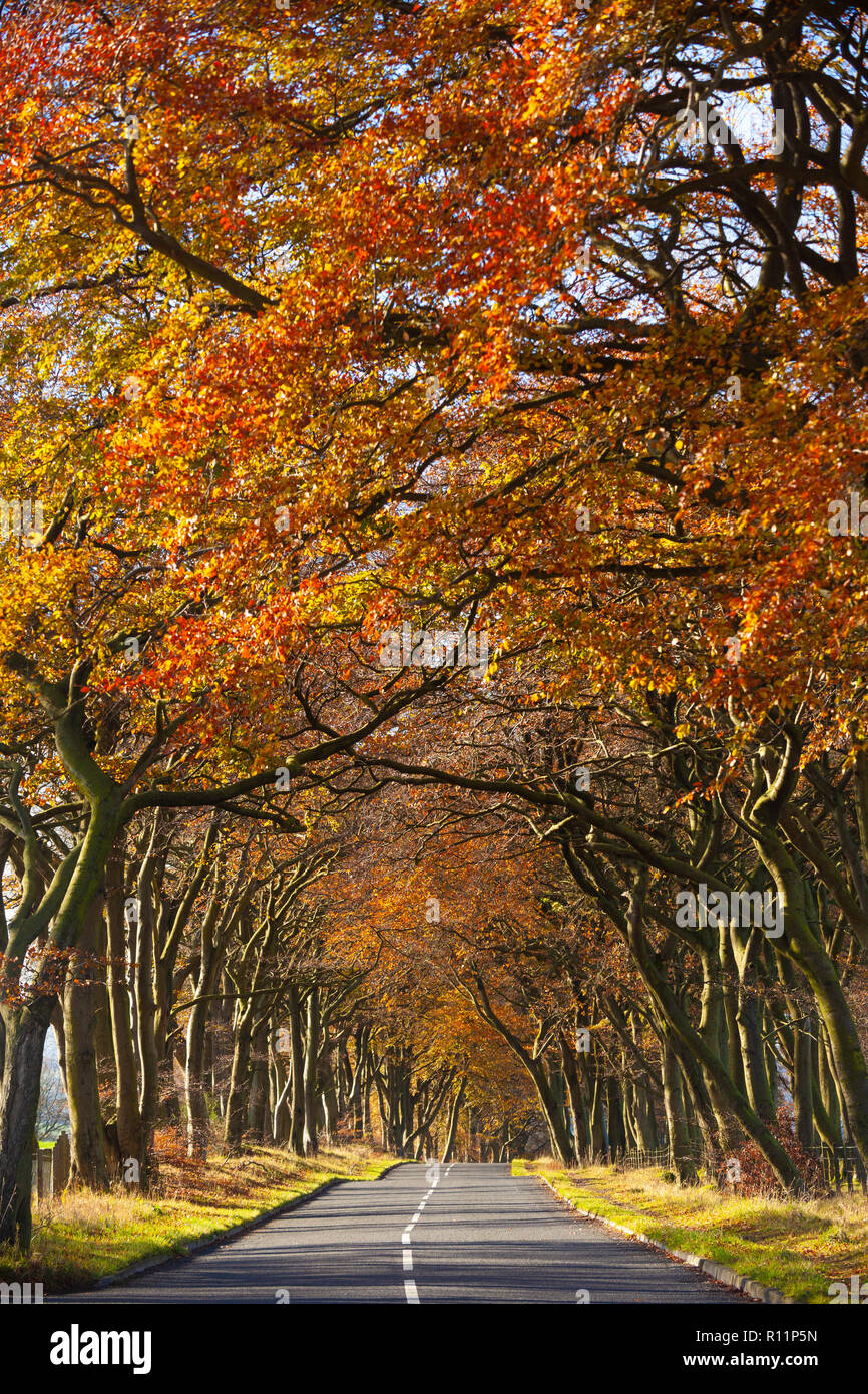 Bathgate hi-res stock photography and images - Alamy