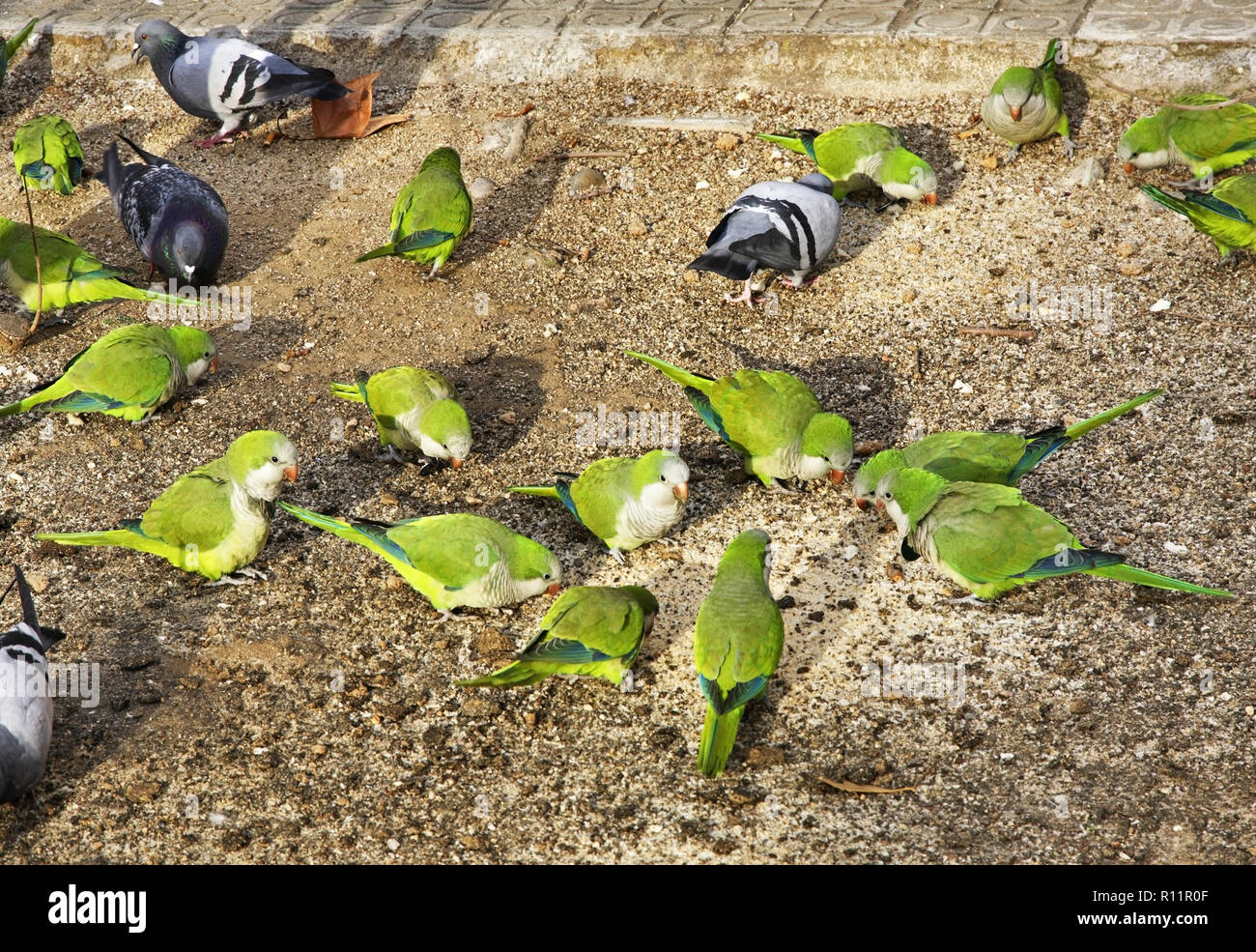 Parrots in park of Barcelona. Spain Stock Photo - Alamy