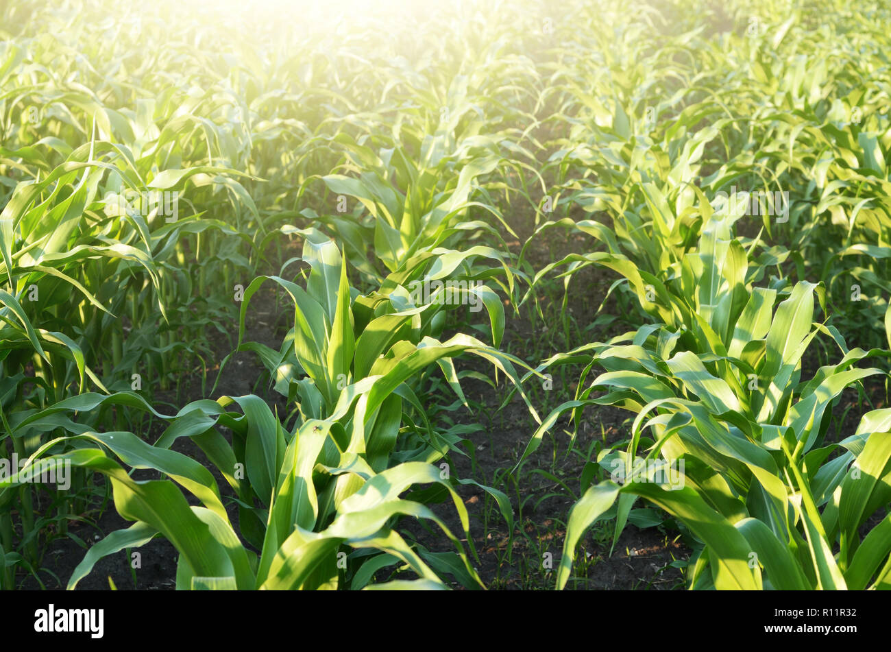Corn field summer hi-res stock photography and images - Alamy