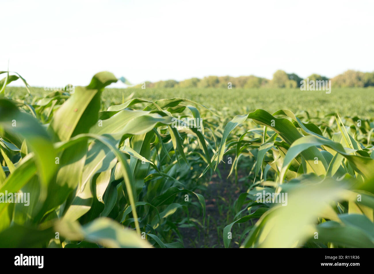 Corn field summer hi-res stock photography and images - Alamy