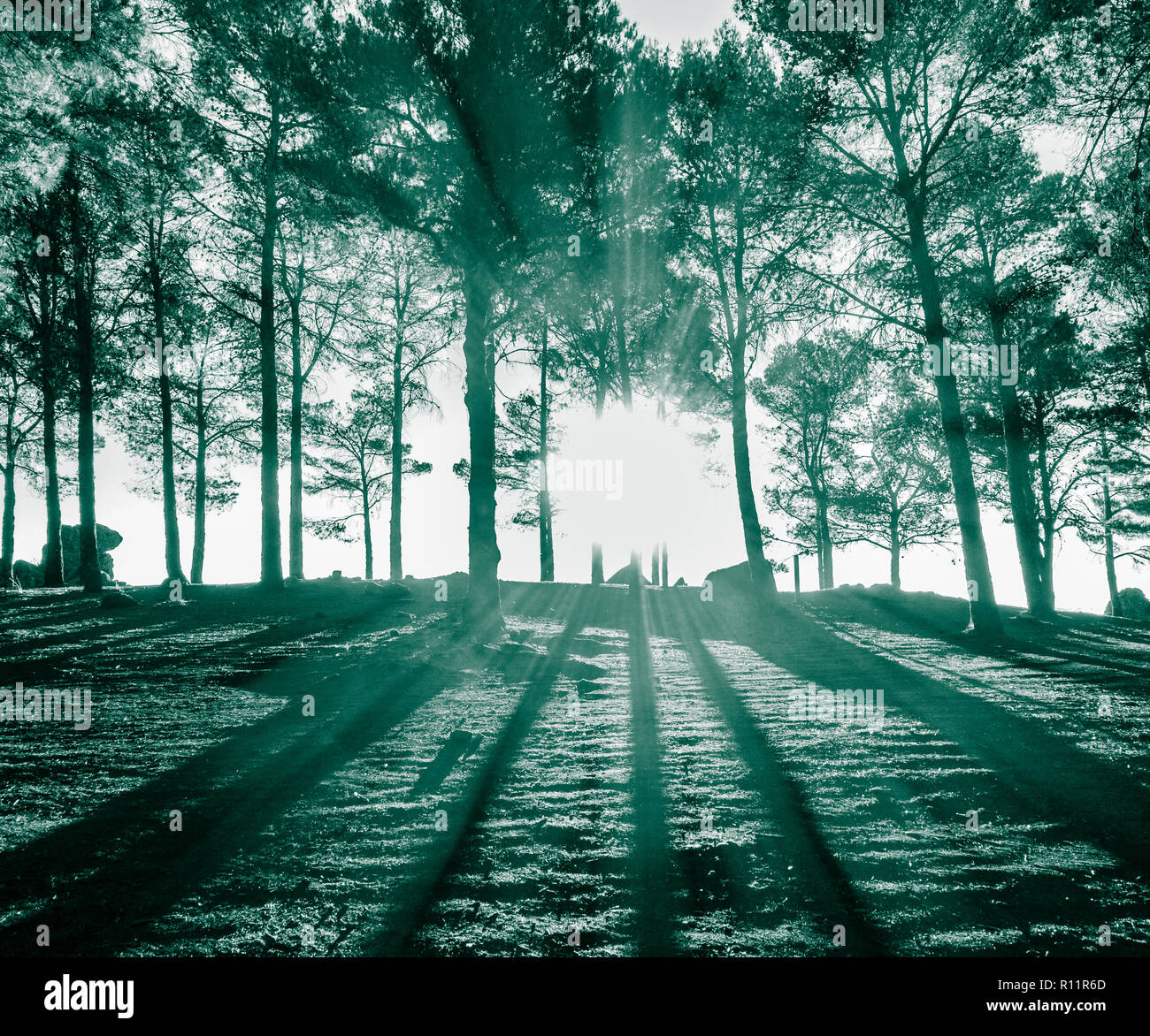 Sun rays at sunrise bursting filtered through mountain pine forest ...