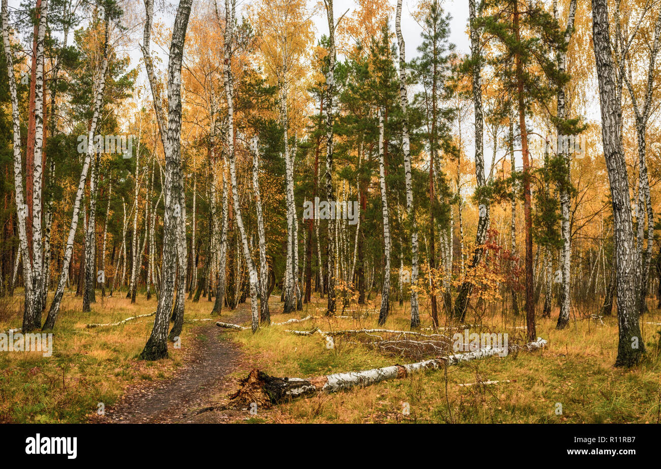 walk in the woods. autumn. autumn colors. autumn leaves. beauty ...