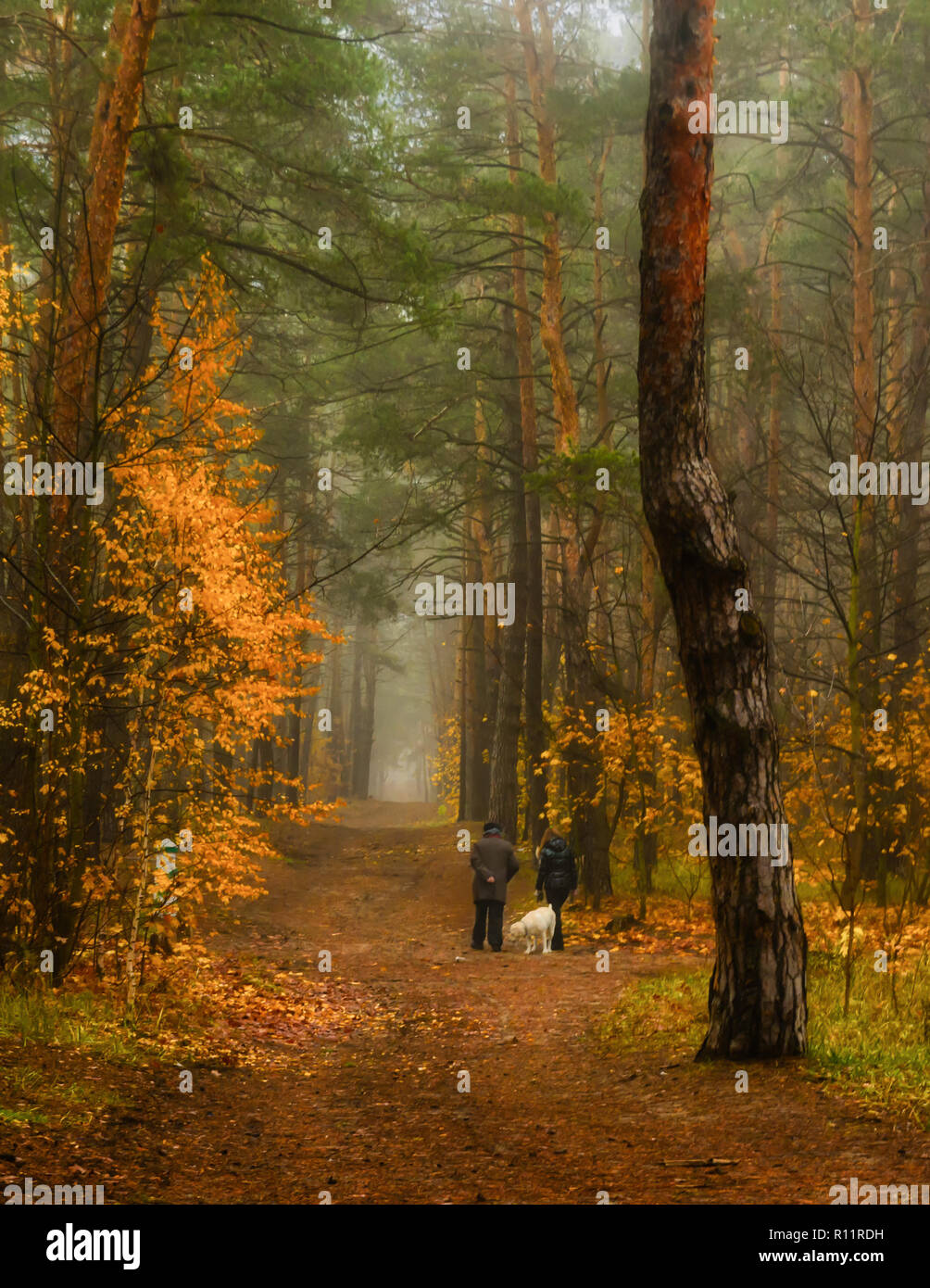 Beauty in leaves hi-res stock photography and images - Alamy