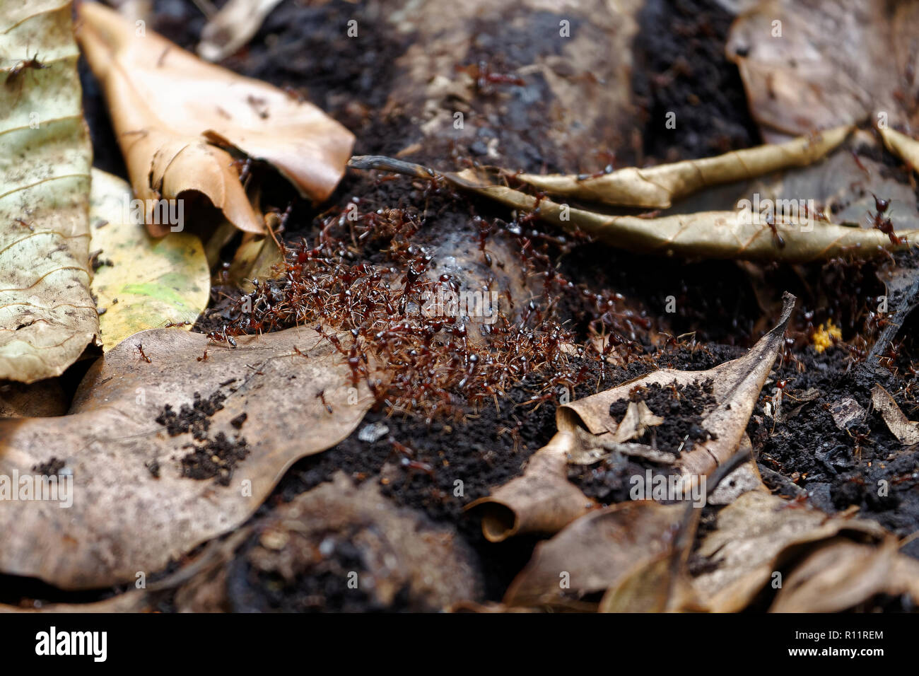 Insect ants hi-res stock photography and images - Alamy