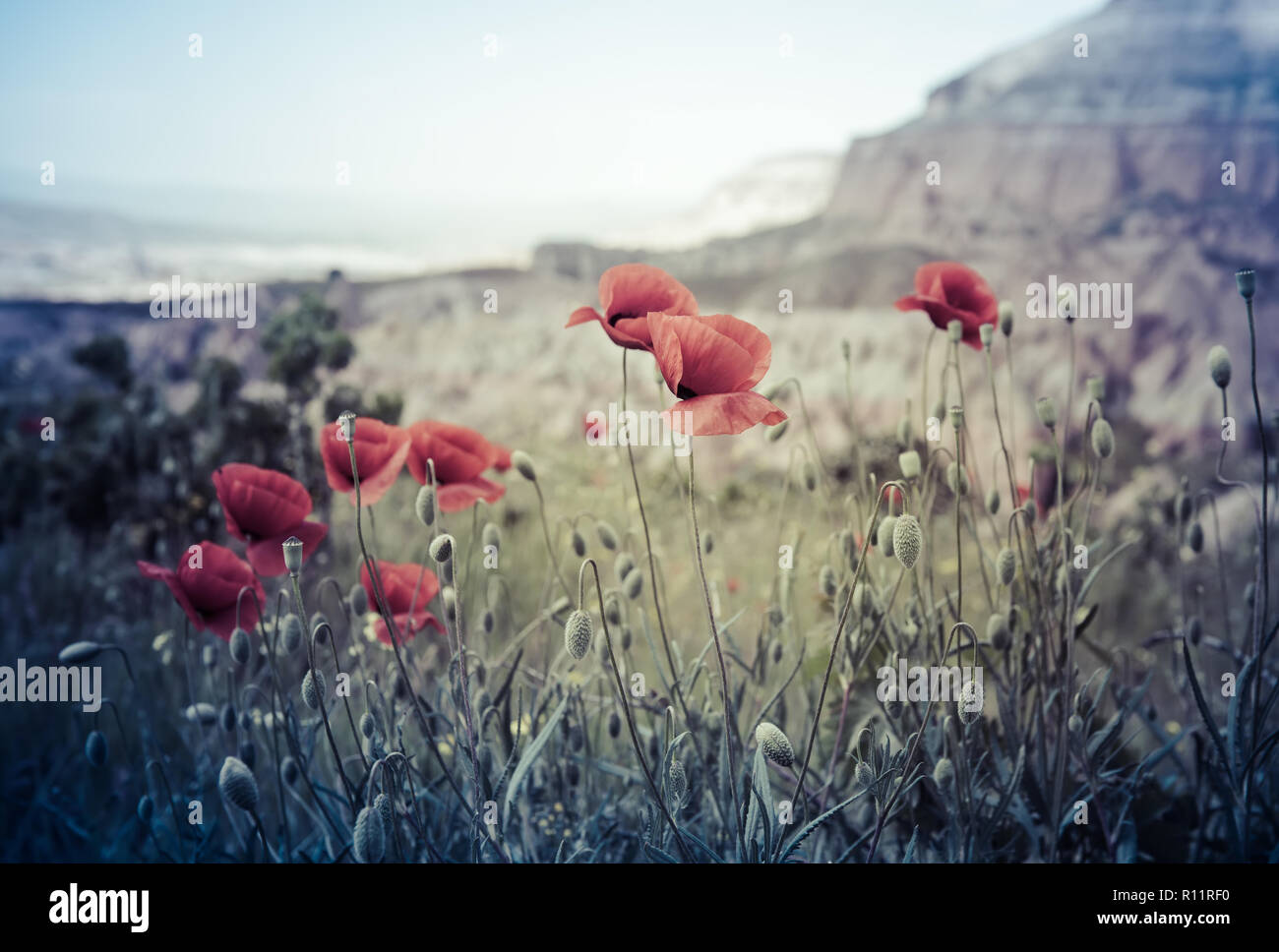 red poppy field scene Stock Photo - Alamy