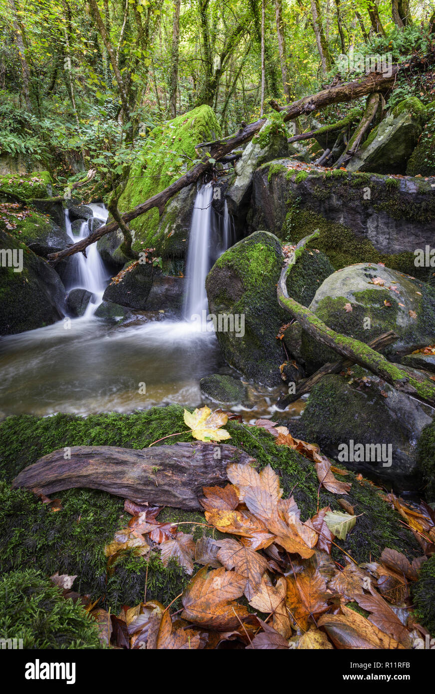 Autumnal mood in a Galician forest, with a cliff among granitic rocks ...
