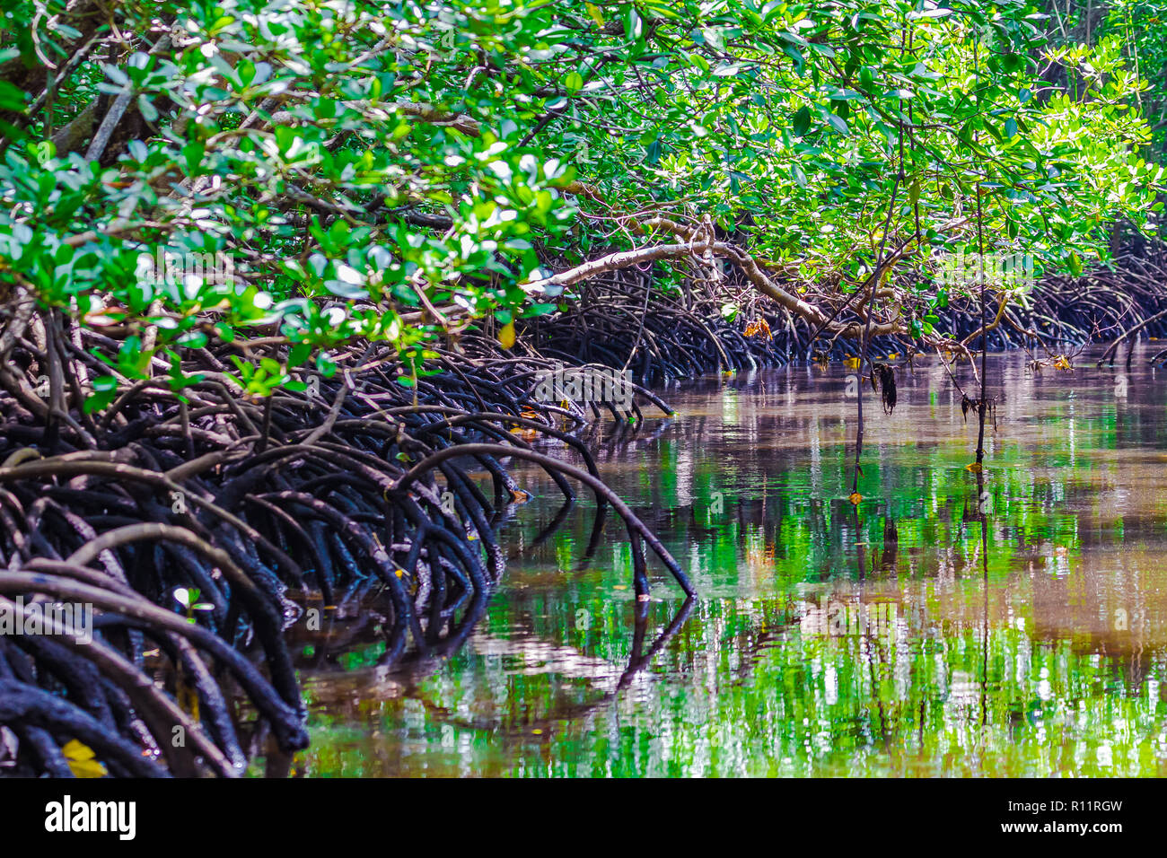 Mangrove forest in Jozani Chwaka bay National Park, Zanzibar, Tanzania ...