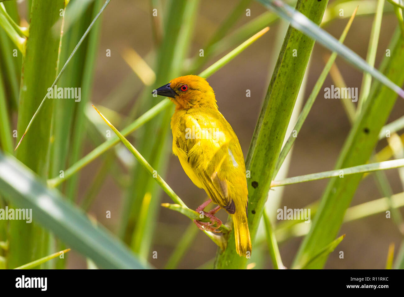 Eastern golden weaver. Zanzibar, Tanzania Stock Photo - Alamy