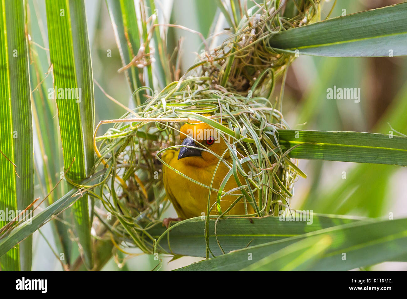 Male golden weaver bird hi-res stock photography and images - Alamy