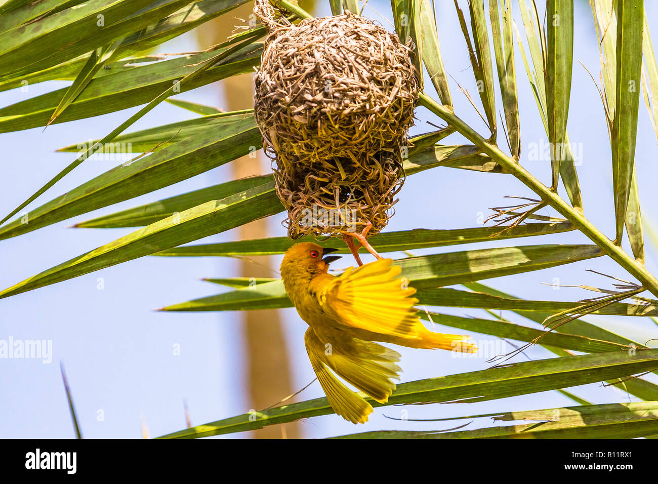 Beautiful golden weaver bird hi-res stock photography and images - Alamy