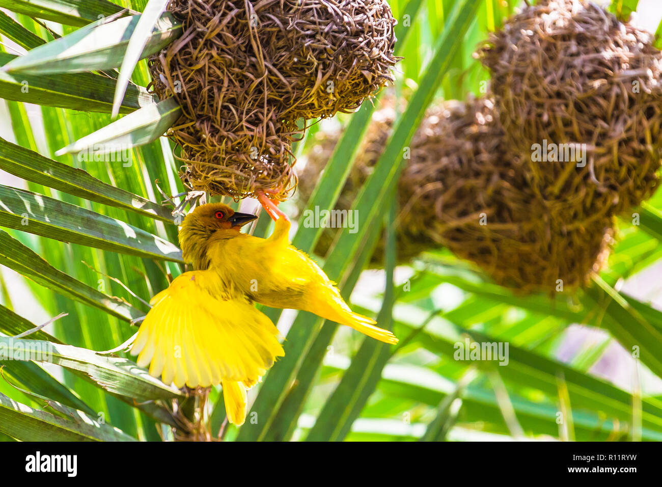 Eastern golden weaver. Zanzibar, Tanzania Stock Photo - Alamy