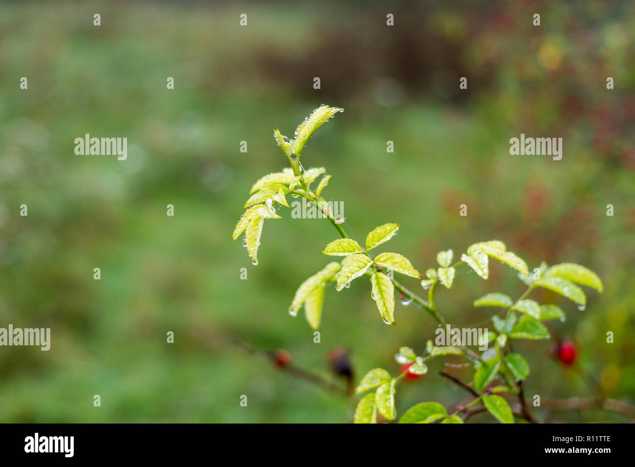 Rosa canina, Dog-rose, leaves with dew-drops, water drops, closeup in ...