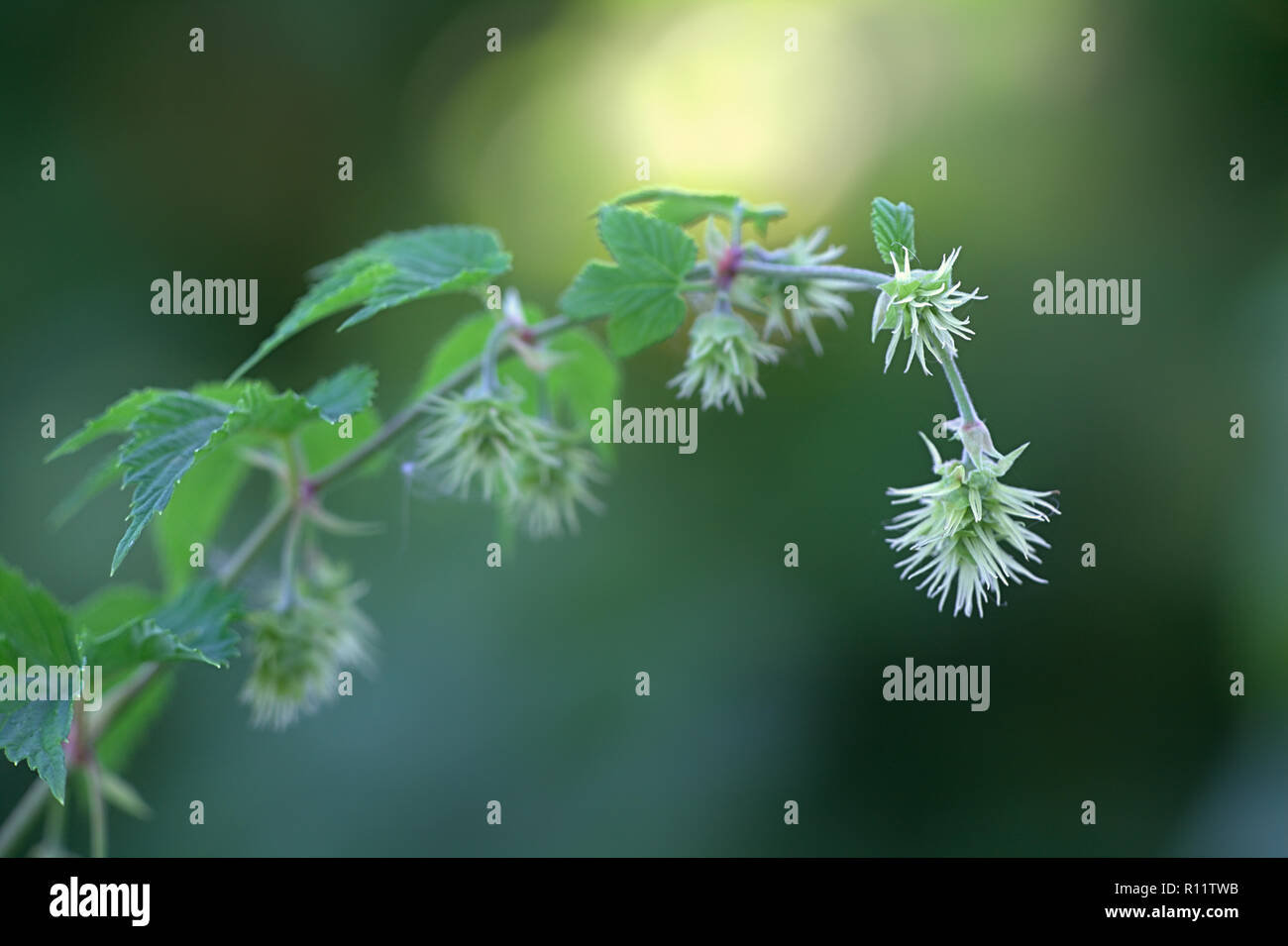 Humulus lupulus, common hop female flower Stock Photo - Alamy