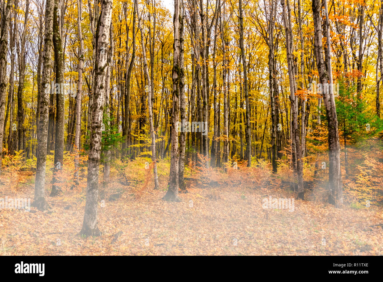 Orthon hi-res stock photography and images - Alamy