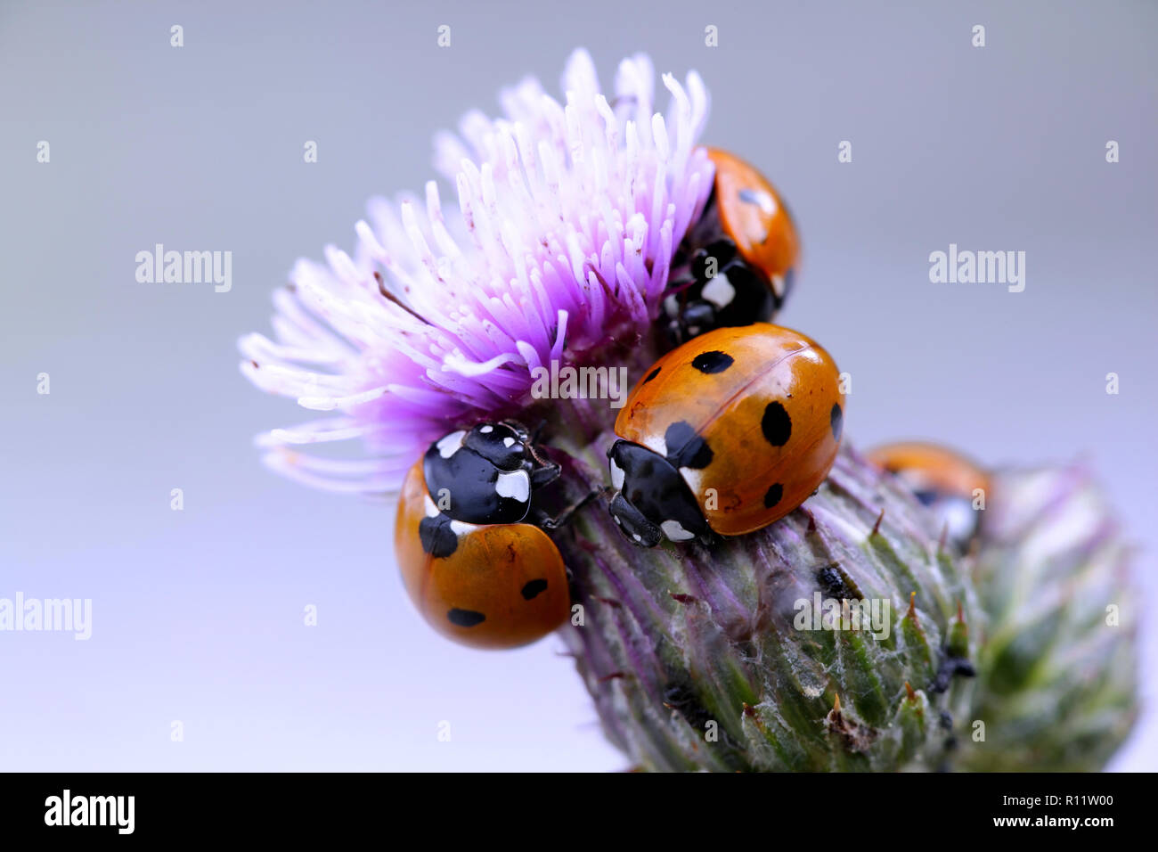 Seven-spotted ladybirds, Coccinella septempunctata, hunting for aphids ...