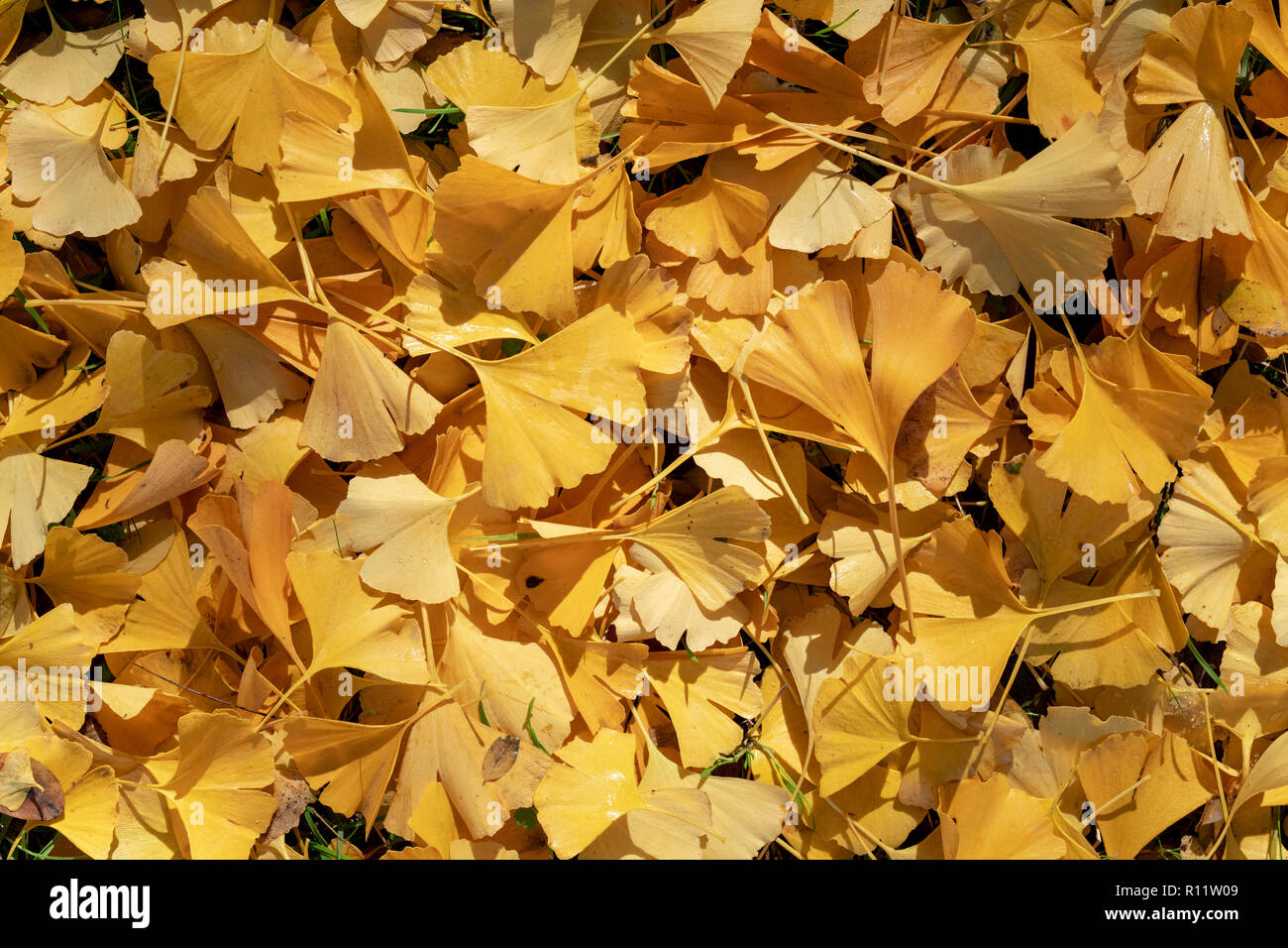 Fan leaf tree hi-res stock photography and images - Alamy