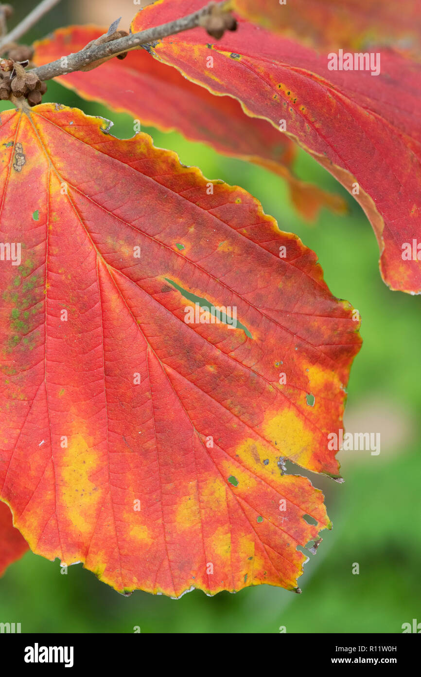 Witch hazel autumn foliage hamamelis hi-res stock photography and ...