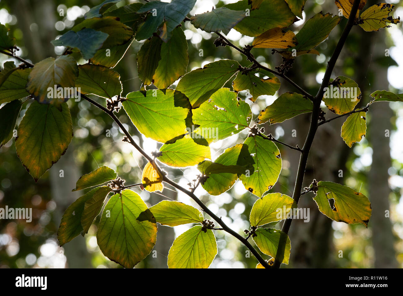Witch hazel autumn foliage hamamelis hi-res stock photography and ...