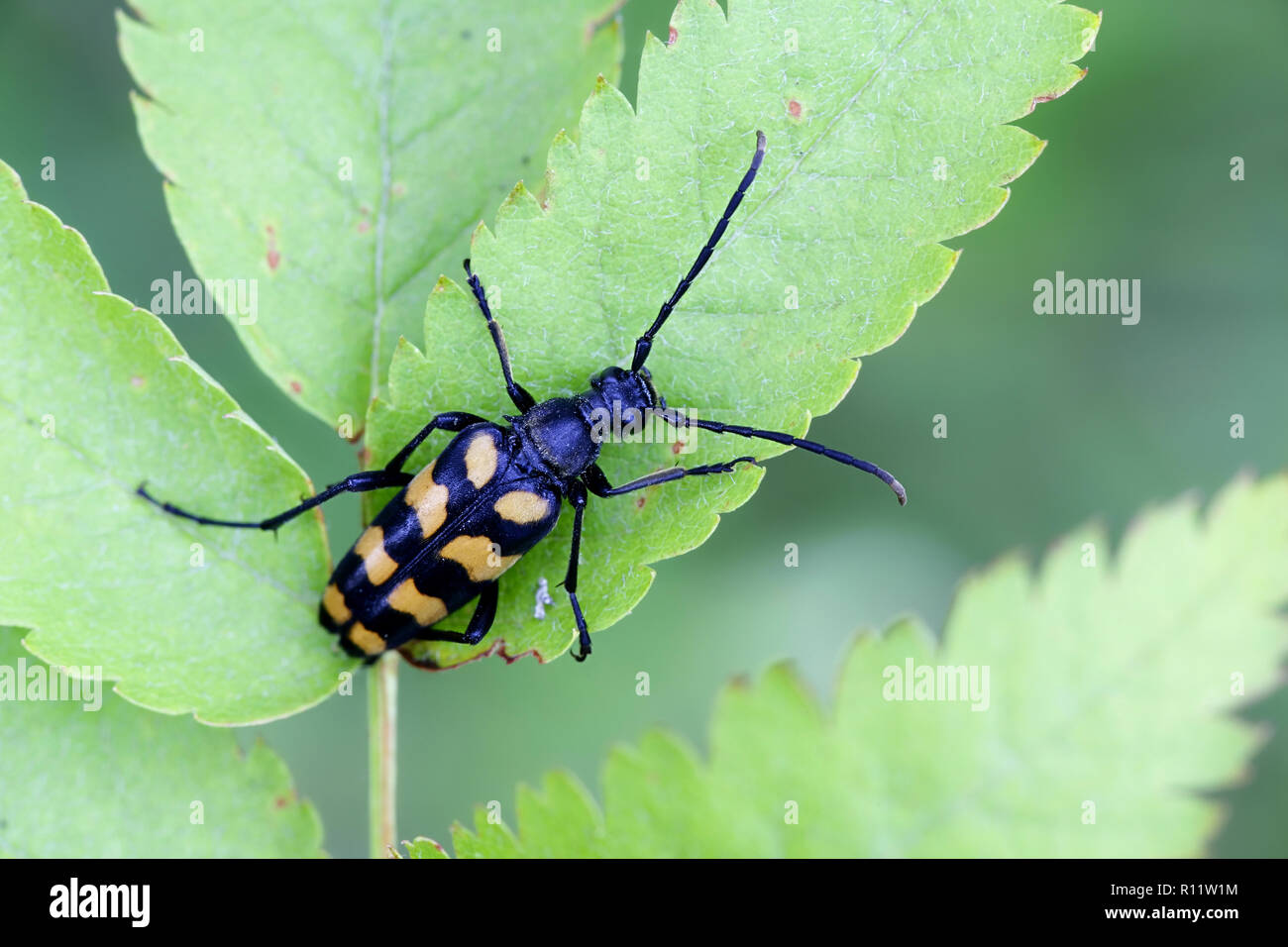 Four-banded longhorn beetle or longicorn, Leptura quadrifasciata Stock ...