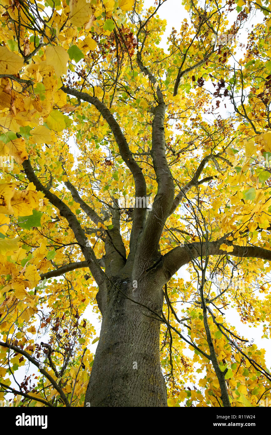 Liriodendron tulipifera tulip tree tuliptree leaves leaf autumn colours ...