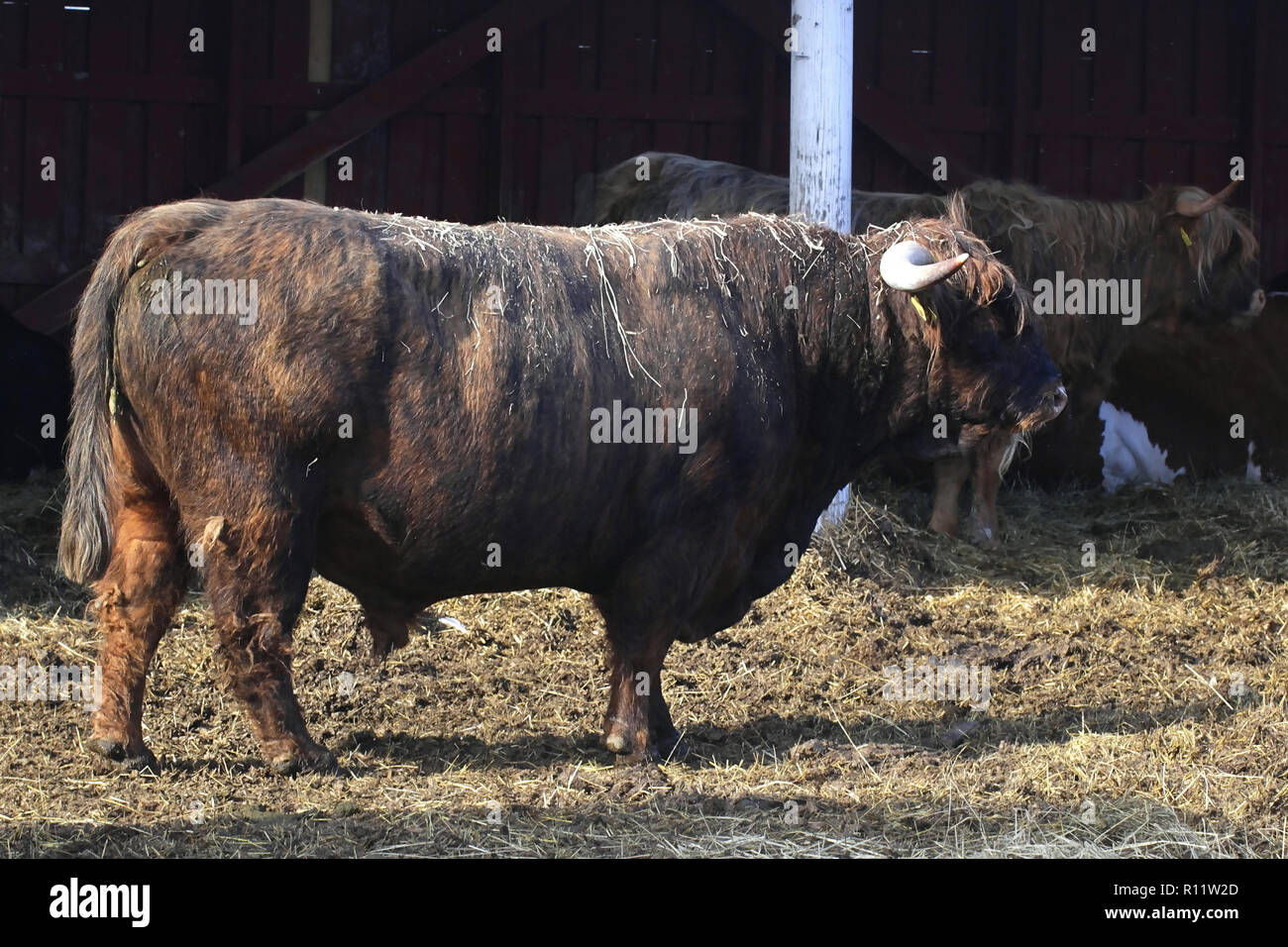 Scottish highland bull hi-res stock photography and images - Alamy