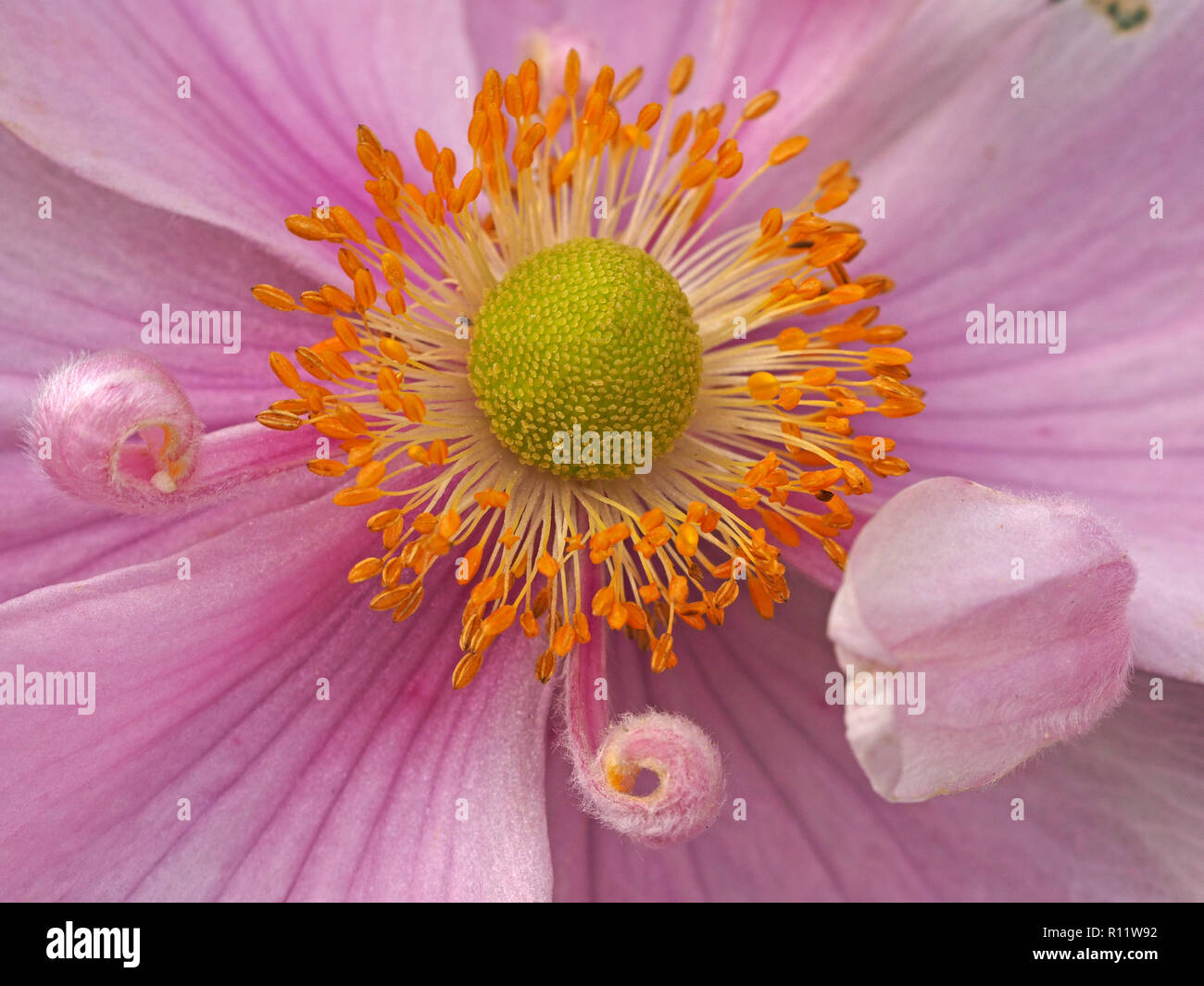 Anemone hupehensis flower bud hi-res stock photography and images - Alamy