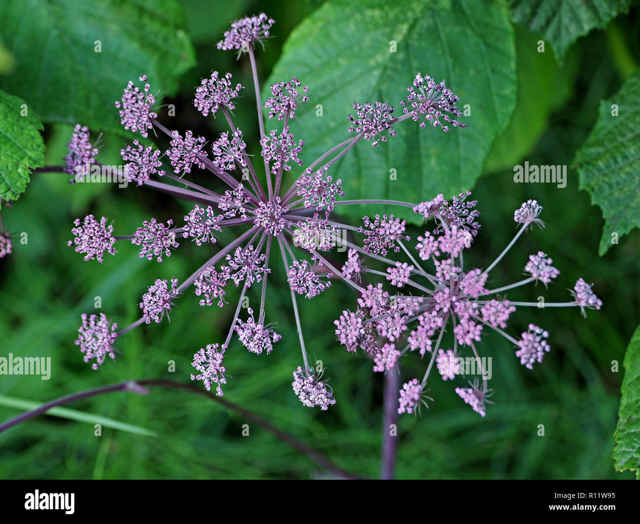 pink or purple flowerheads & stems of Angelica sylvestris or wild ...