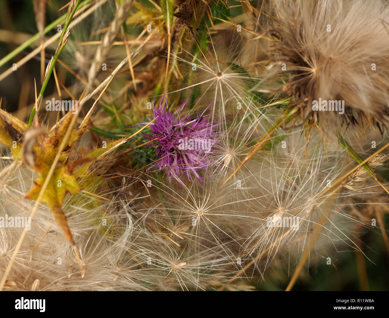 Creeping thistle seeds hi-res stock photography and images - Alamy