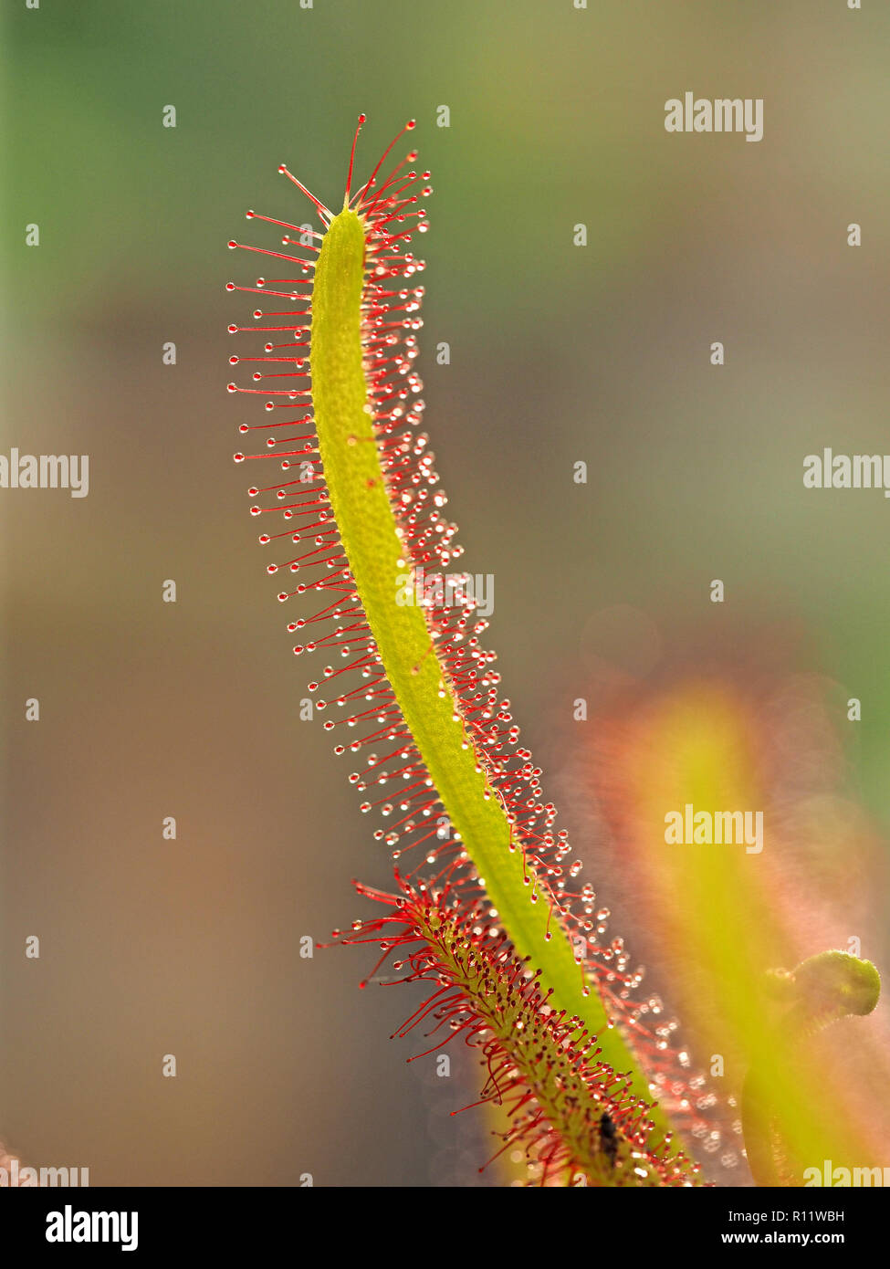 leaves of carnivorous plant Cape Sundew (Drosera capensis) with ...