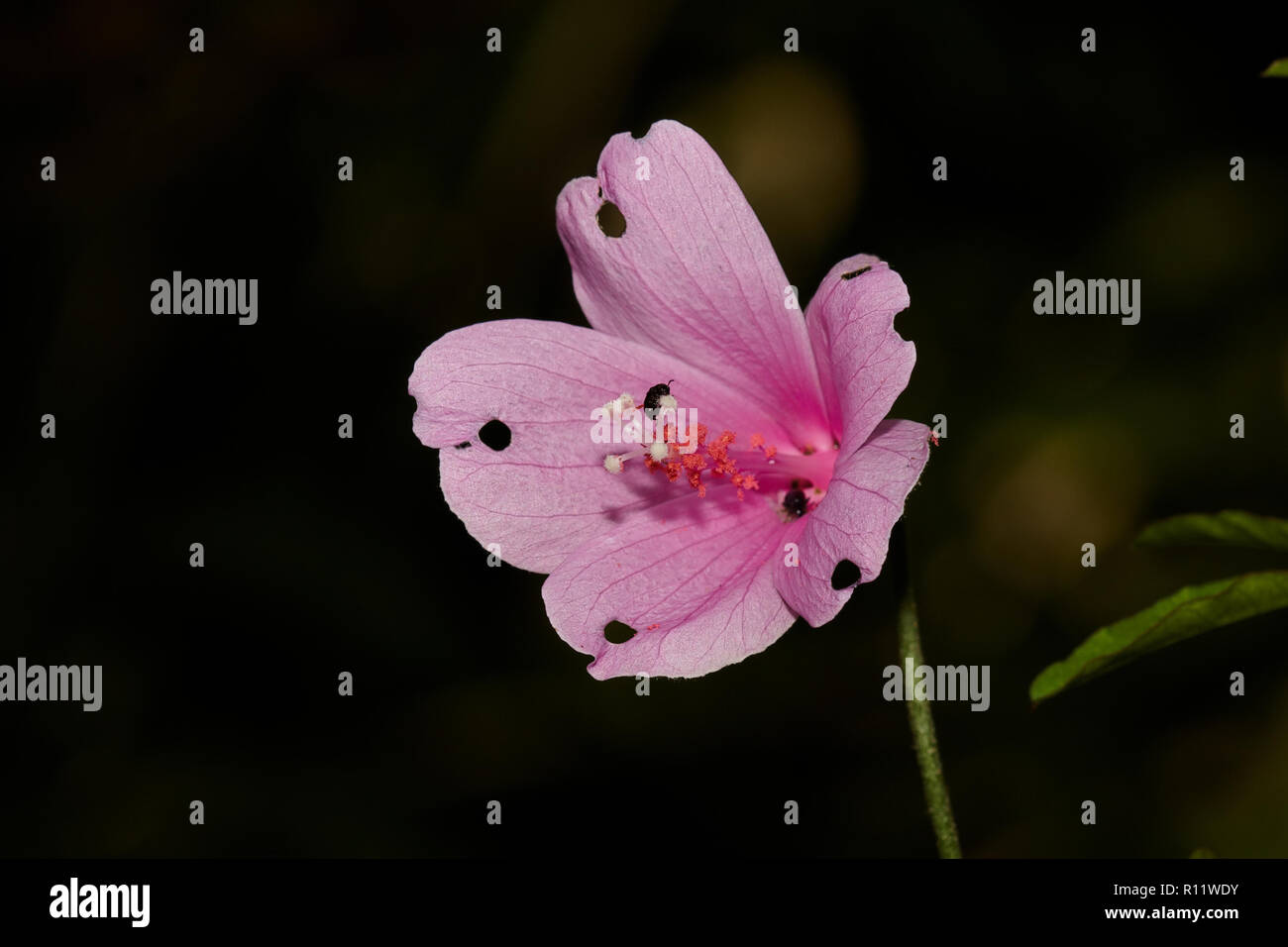 Spring flower visited by insects in private garden, Pretoria, South ...
