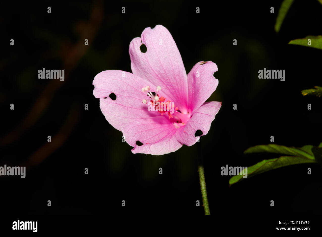 Spring flower visited by insects in private garden, Pretoria, South ...