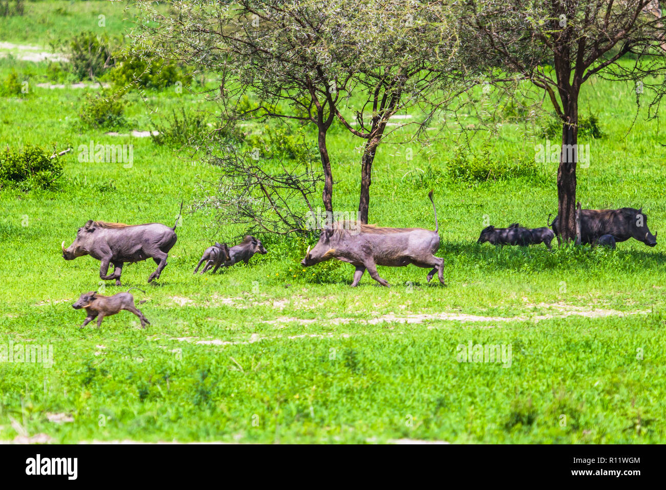 Warthogs in Tarangire National Park, Tanzania Stock Photo - Alamy