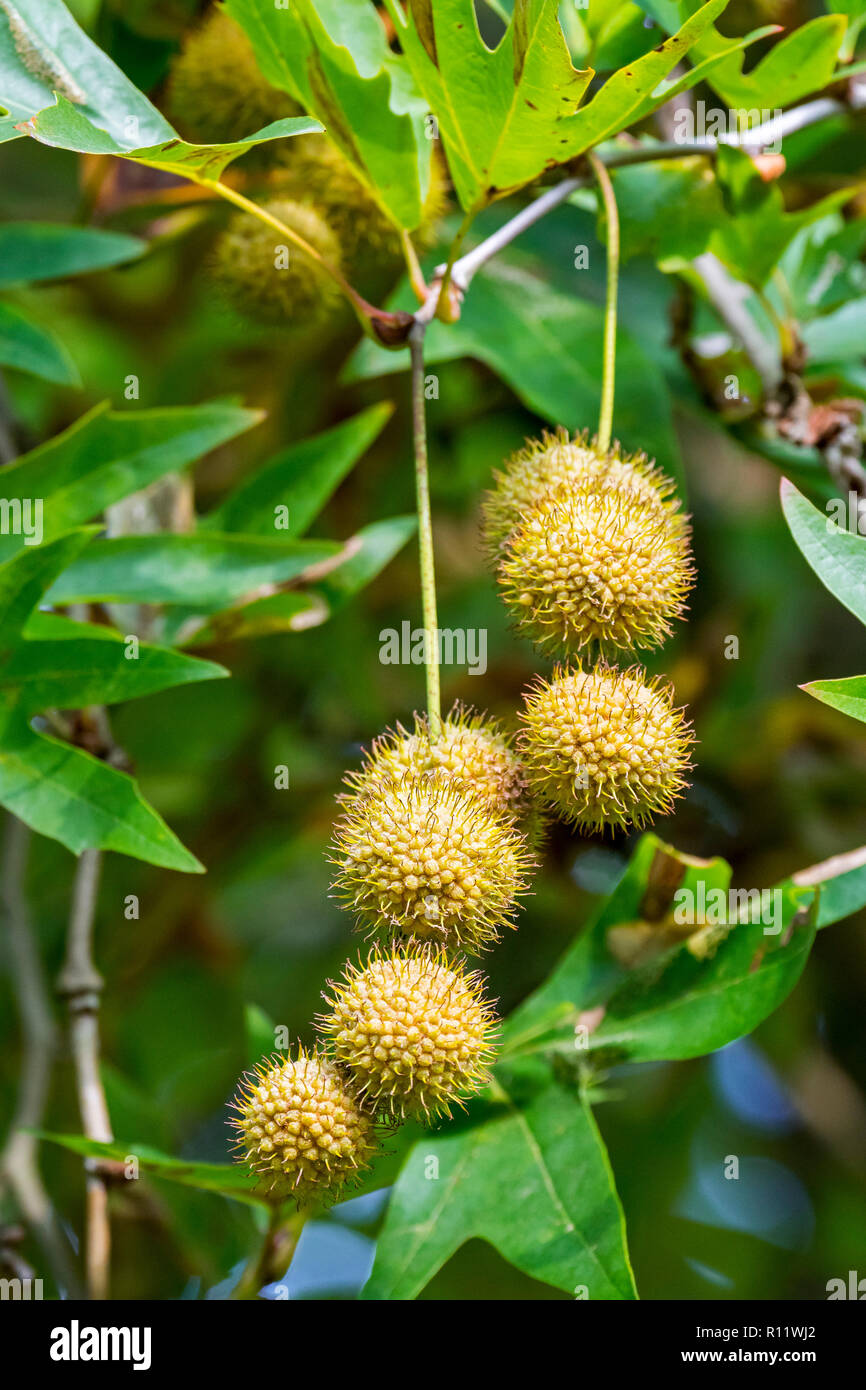 Old World sycamore / Chennar tree / Cut leaf Plane tree / Oriental ...