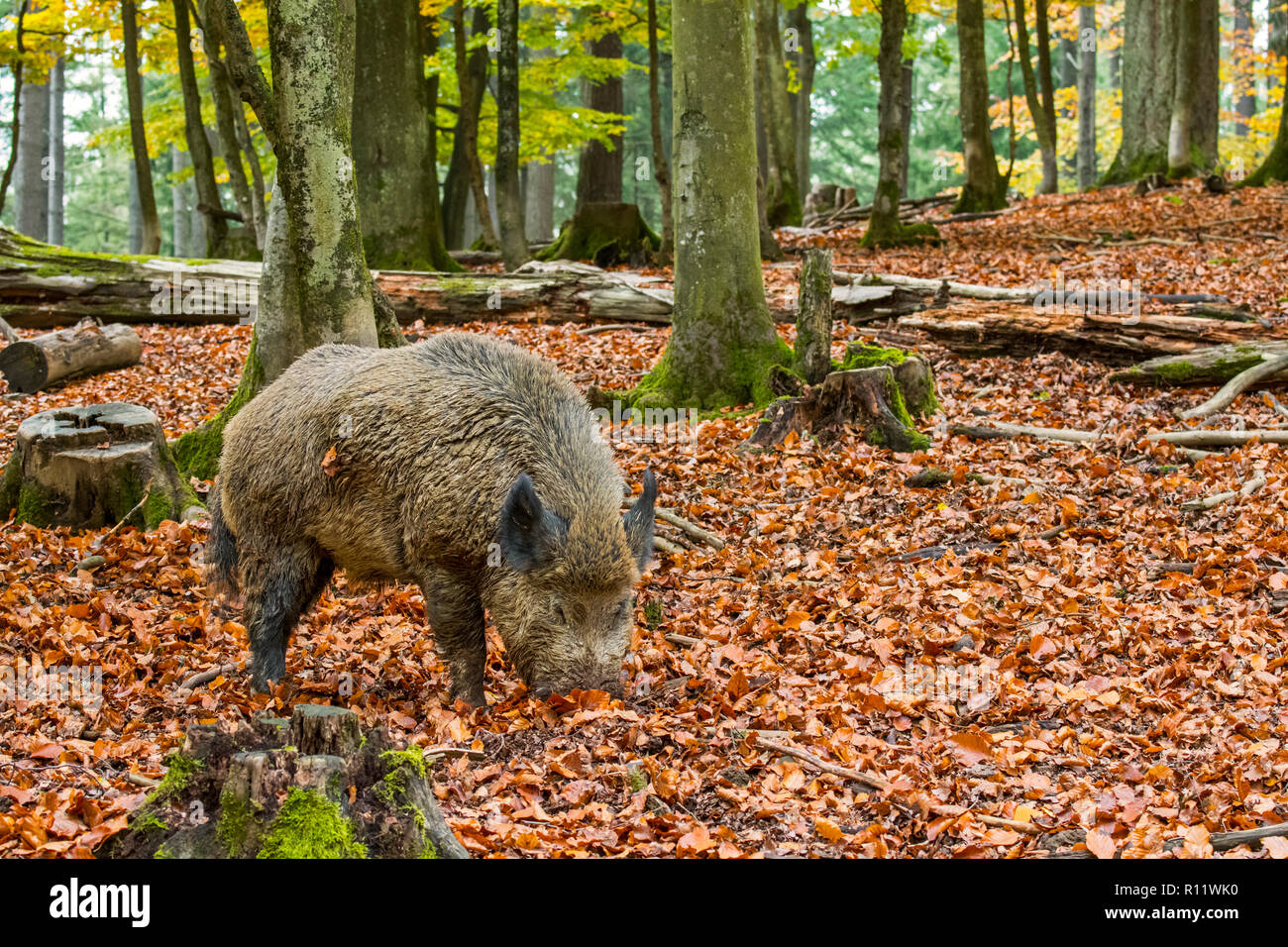 Wild boar (Sus scrofa) foraging in autumn forest by digging with snout ...
