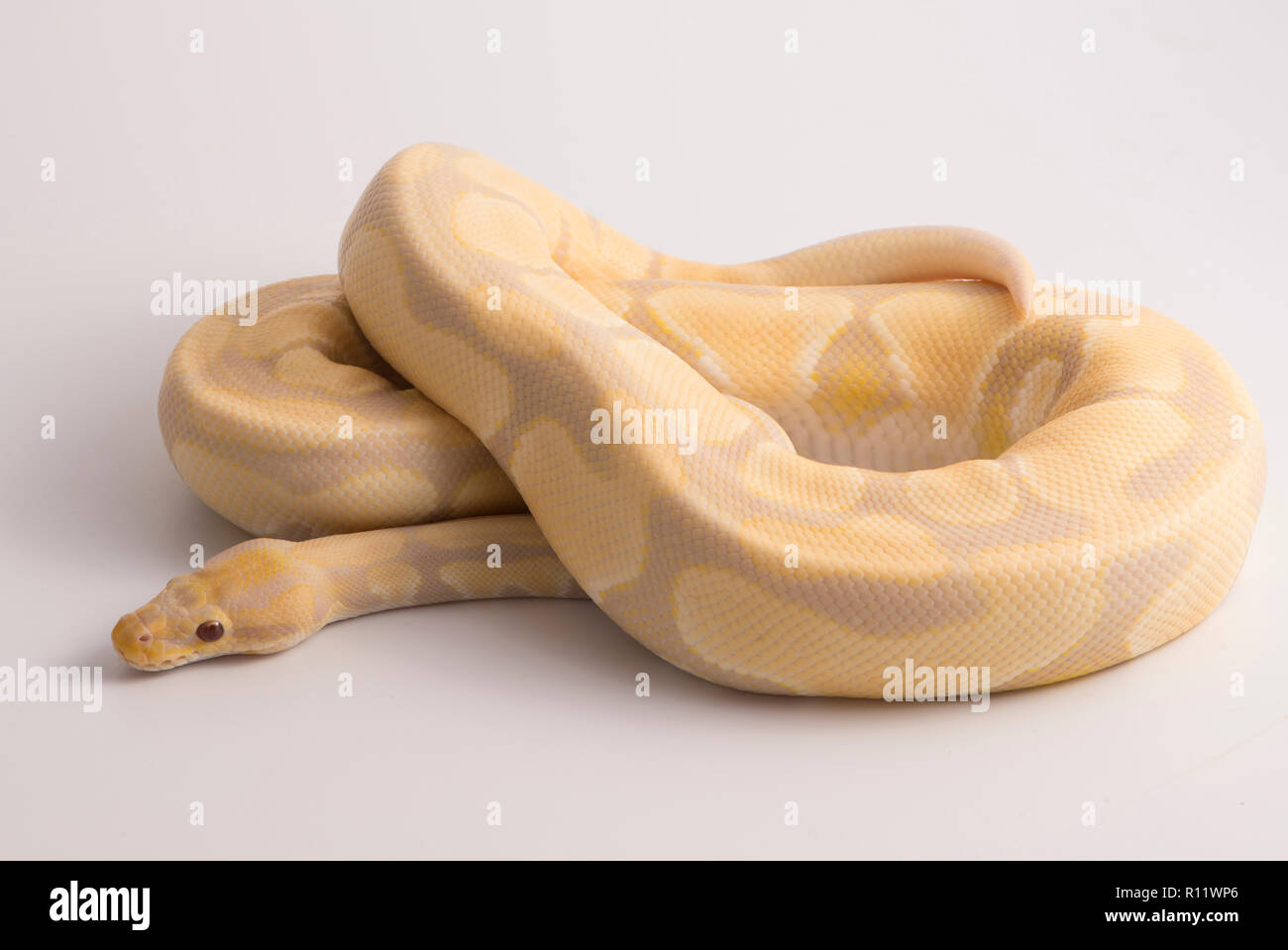 ball python and white studio background Stock Photo - Alamy
