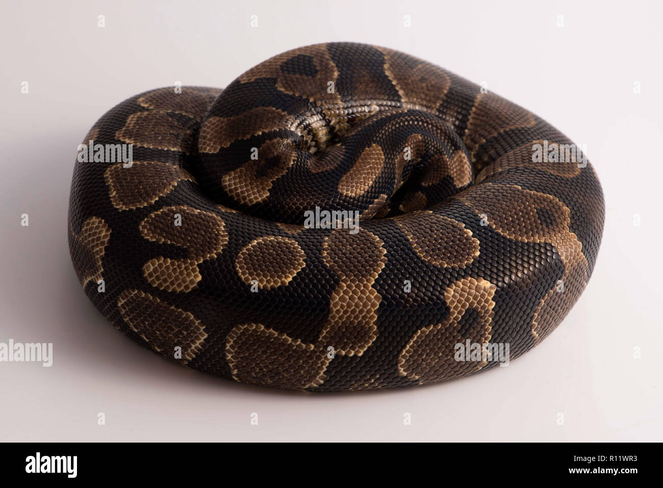 ball python and white studio background Stock Photo - Alamy