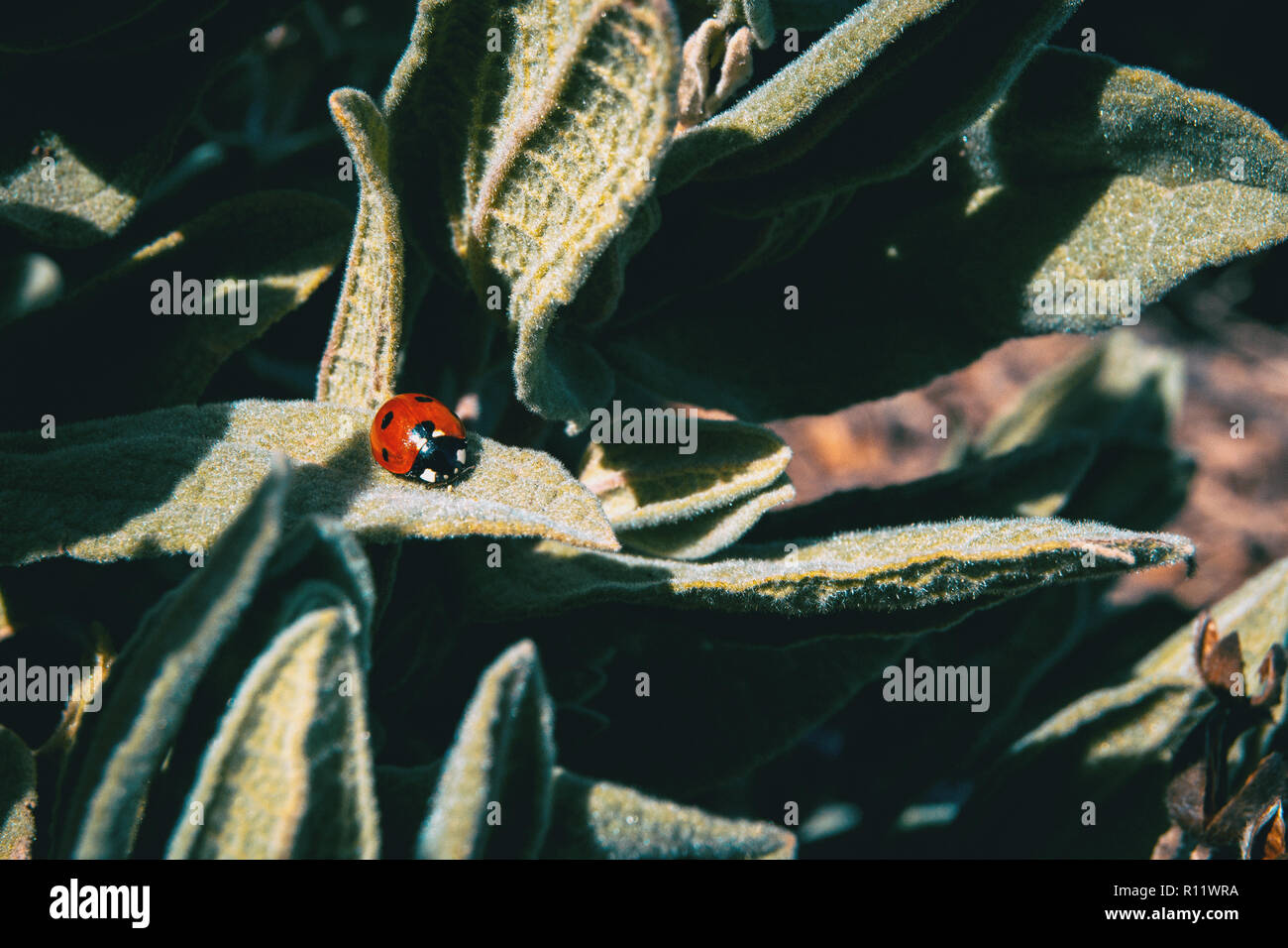 A small red ladybug on top of some leaves in nature Stock Photo - Alamy
