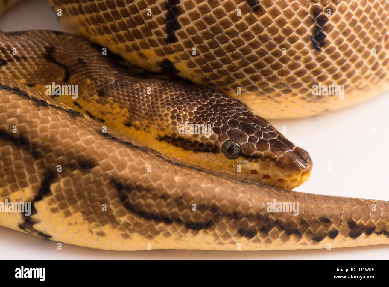 ball python and white studio background Stock Photo - Alamy